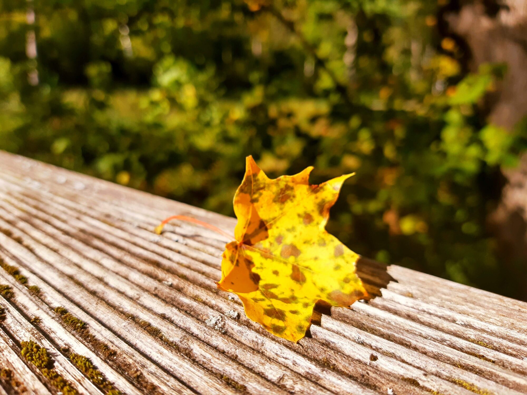 Šodien sāksies astronomiskais rudens | Jelgavniekiem.lv