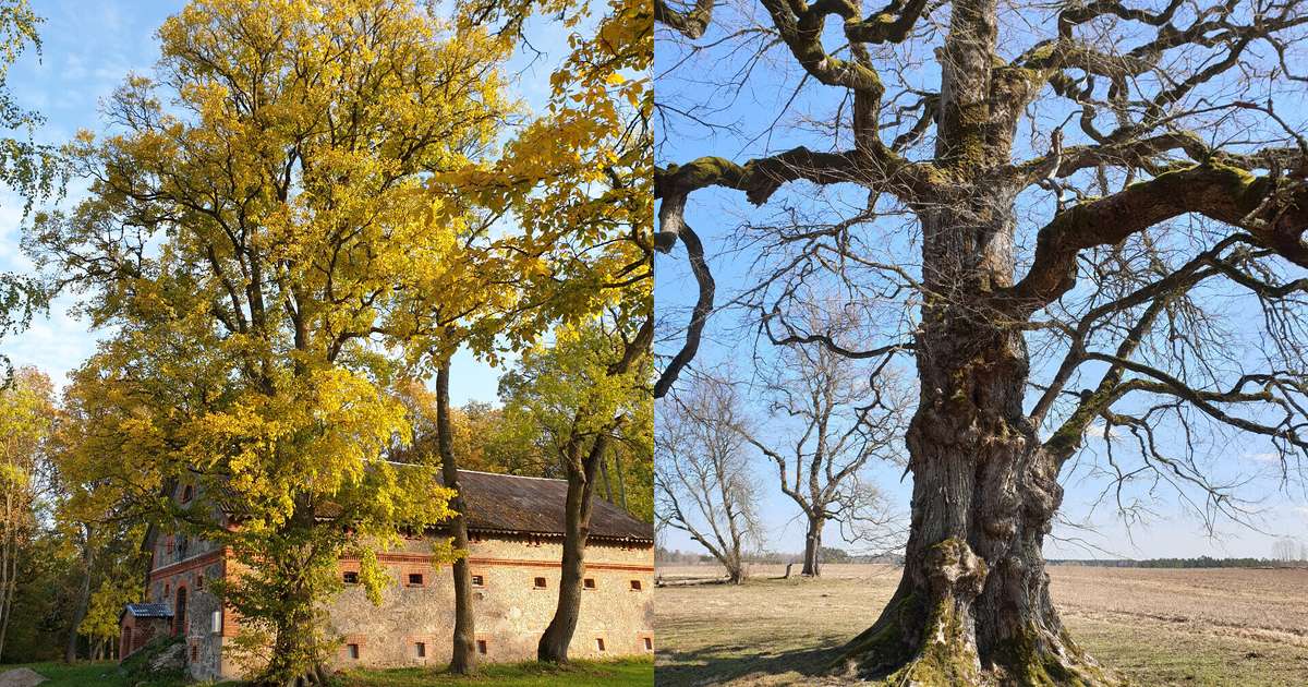 Par 2025. gada koku izraudzīta parastā goba | Jelgavniekiem.lv